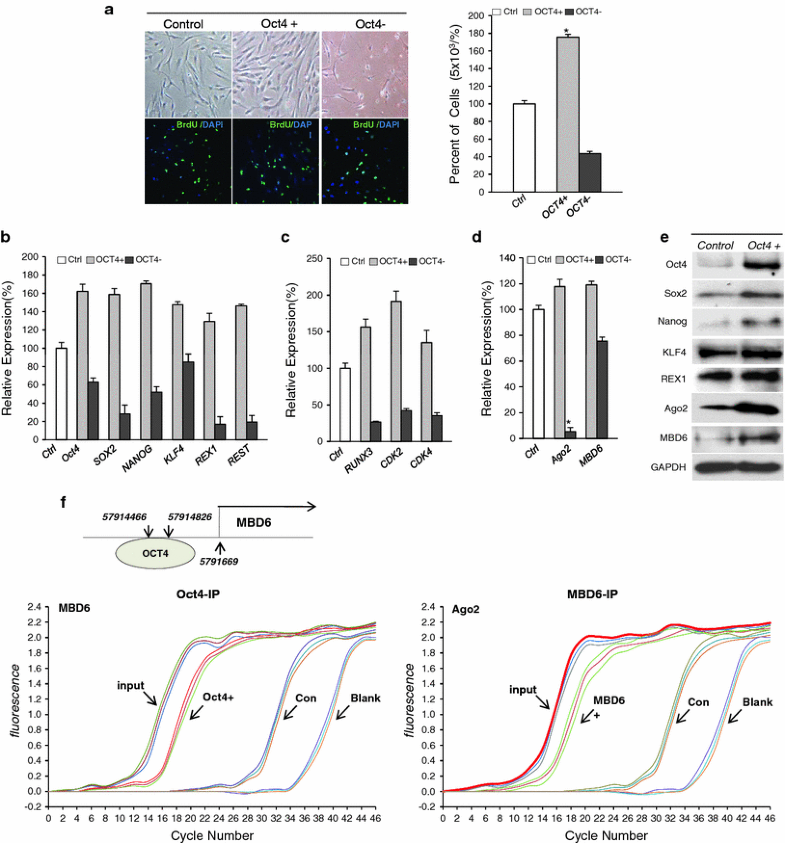 MBD6 is a direct target of Oct4 and controls the stemness and ...