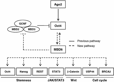 MBD6 is a direct target of Oct4 and controls the stemness and ...