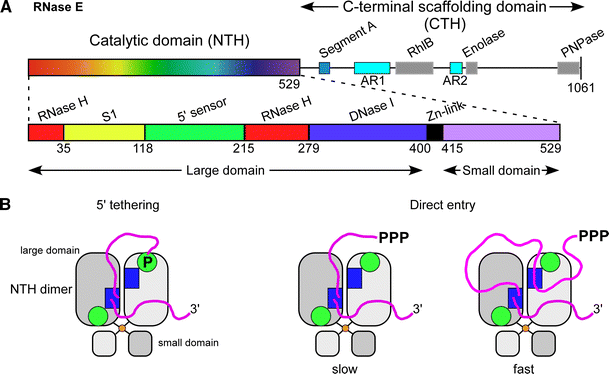Initiation of mRNA decay in bacteria | SpringerLink