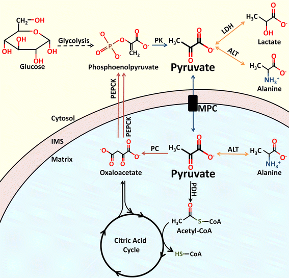 Regulation of pyruvate metabolism and human disease | SpringerLink