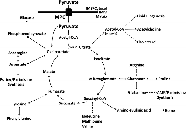 Regulation of pyruvate metabolism and human disease | SpringerLink