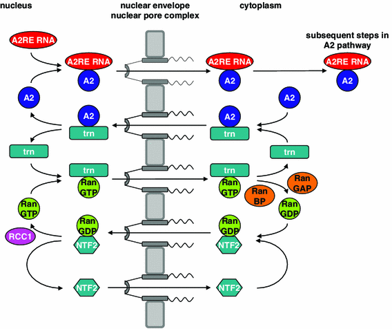 Nervous translation, do you get the message? A review of mRNPs, mRNA ...