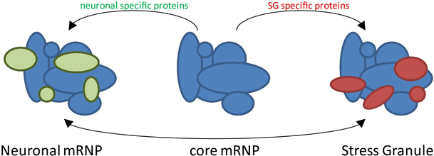 Nervous translation, do you get the message? A review of mRNPs, mRNA ...