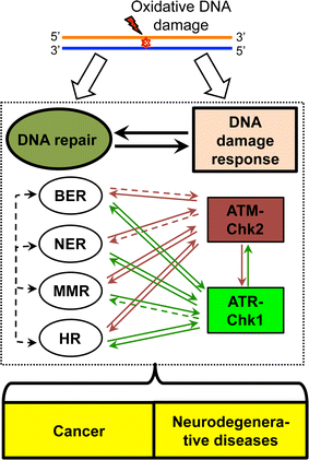 Functional interplay between ATM/ATR-mediated DNA damage response and ...