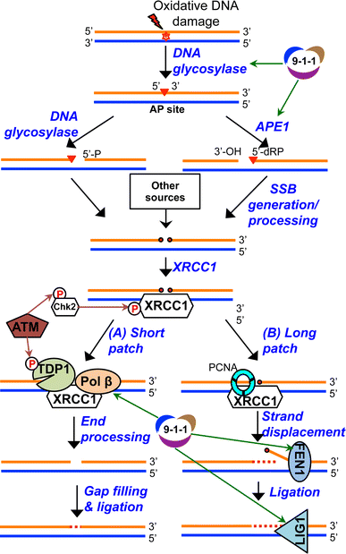 Functional interplay between ATM/ATR-mediated DNA damage response and ...
