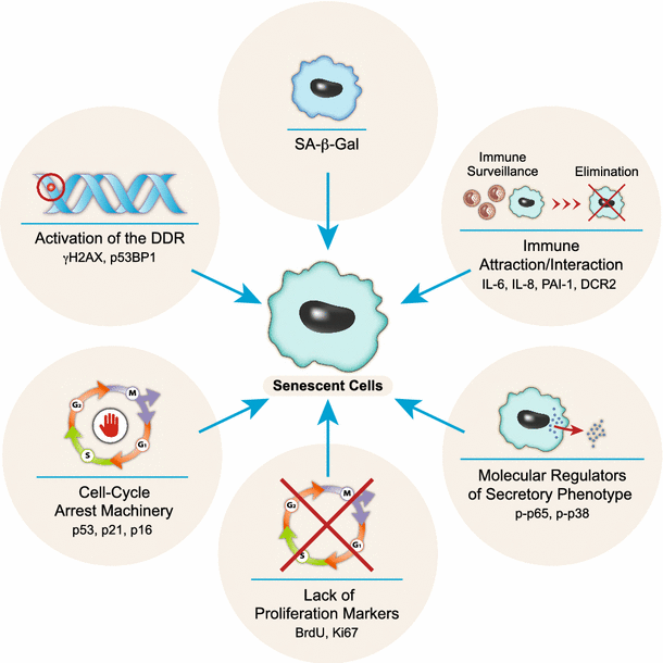 Physiological and pathological consequences of cellular senescence ...