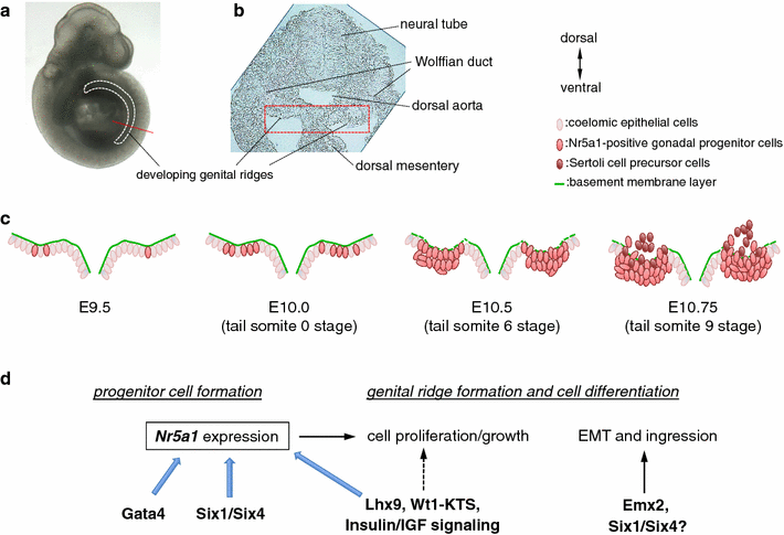 Regulation of male sex determination: genital ridge formation and Sry ...