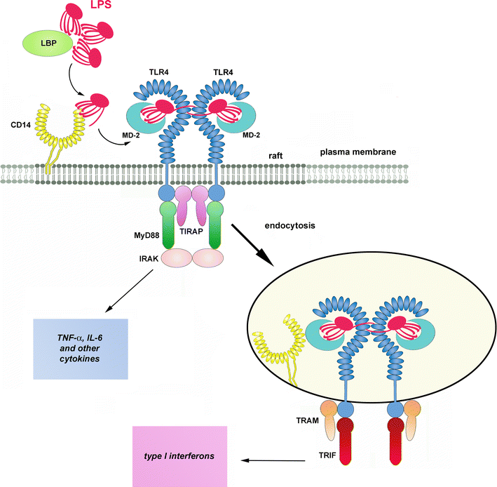 Co-operation of TLR4 and raft proteins in LPS-induced pro-inflammatory ...