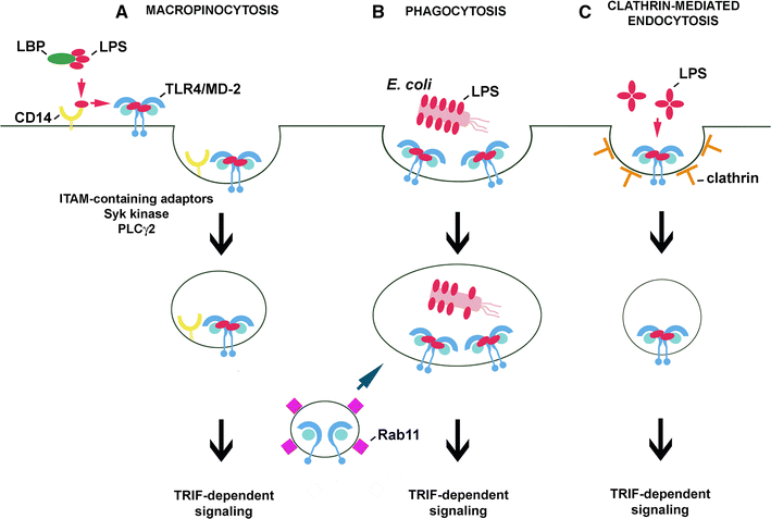 Co-operation of TLR4 and raft proteins in LPS-induced pro-inflammatory ...