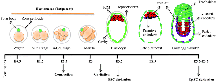 Molecular basis of embryonic stem cell self-renewal: from signaling ...