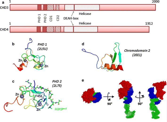 Structure and function insights into the NuRD chromatin remodeling ...