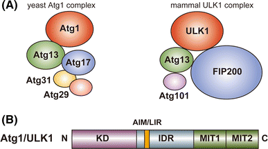 Atg1 family kinases in autophagy initiation | SpringerLink