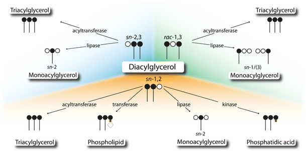 DAG tales: the multiple faces of diacylglycerol—stereochemistry ...