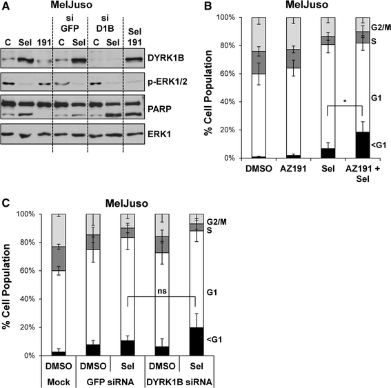 Identification of DYRK1B as a substrate of ERK1/2 and characterisation ...