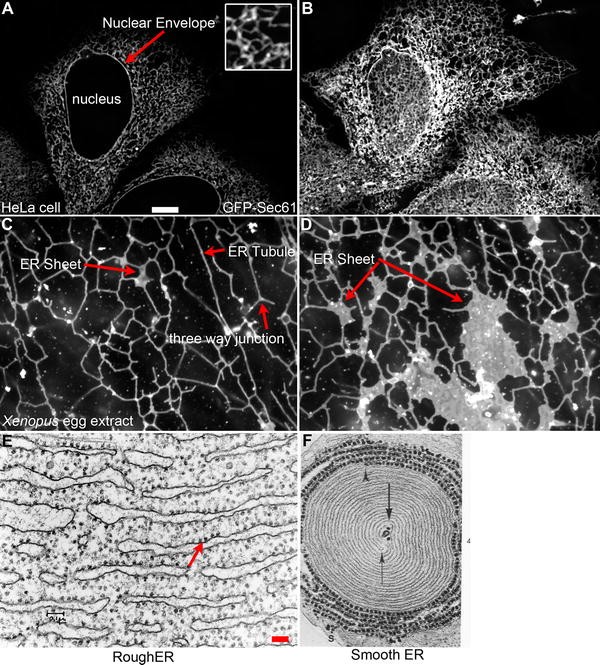 The endoplasmic reticulum: structure, function and response to cellular ...