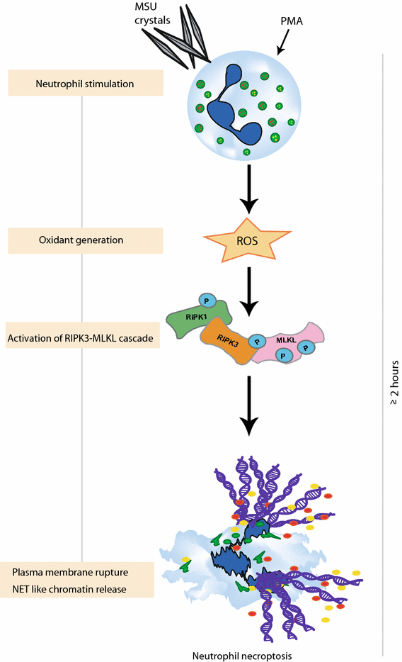 Matters of life and death. How neutrophils die or survive along NET ...