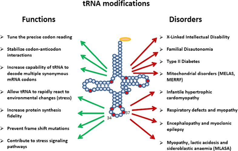 Nucleoside modifications in the regulation of gene expression: focus on ...