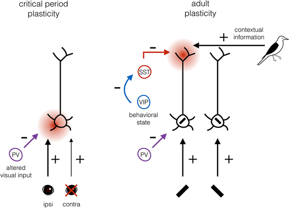 Inhibitory interneurons in visual cortical plasticity | SpringerLink