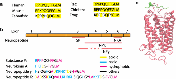 Neuropeptide substance P and the immune response | SpringerLink