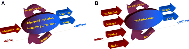 Mechanisms of viral mutation | SpringerLink