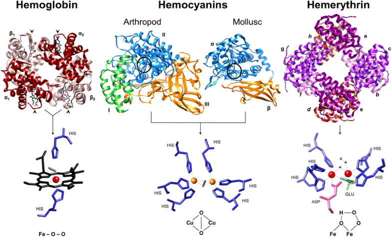 Immunological properties of oxygen-transport proteins: hemoglobin ...