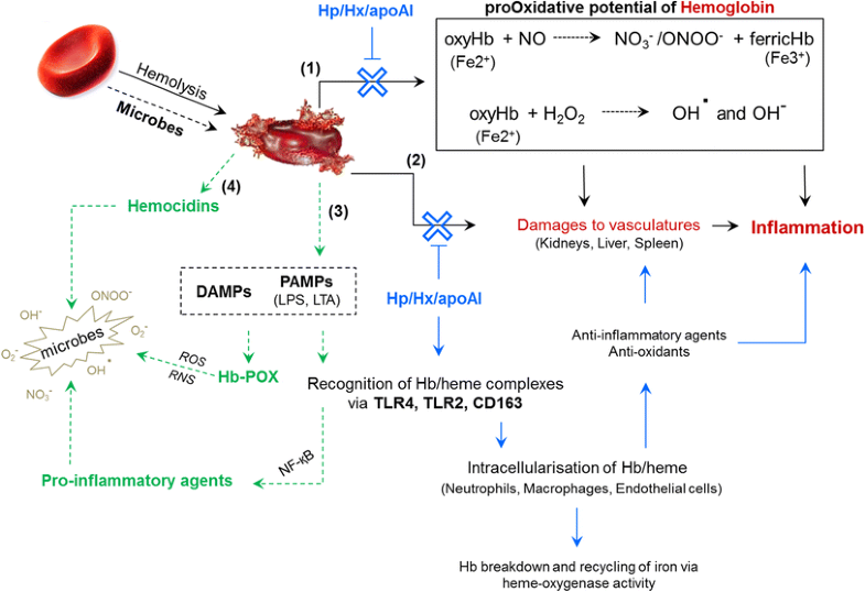 Immunological properties of oxygen-transport proteins: hemoglobin ...