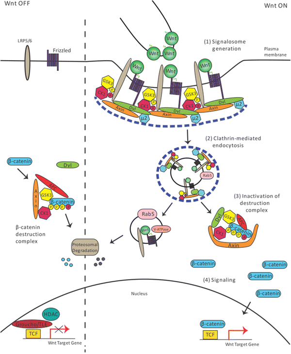 The function of endocytosis in Wnt signaling | SpringerLink