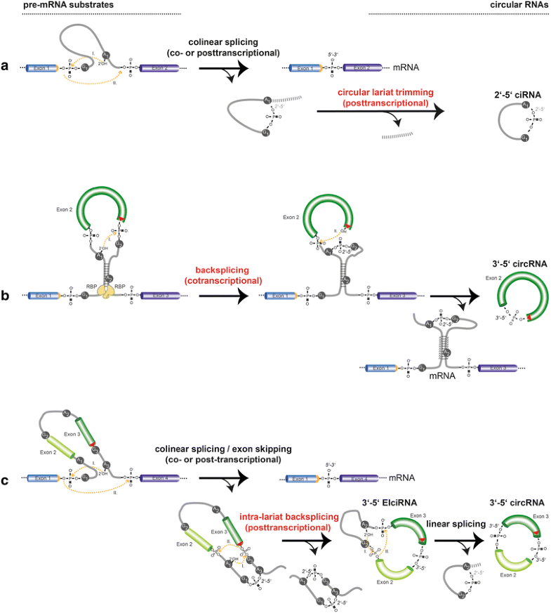 Molecular roles and function of circular RNAs in eukaryotic cells ...