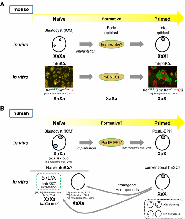 Epigenetic differences between naïve and primed pluripotent stem cells ...