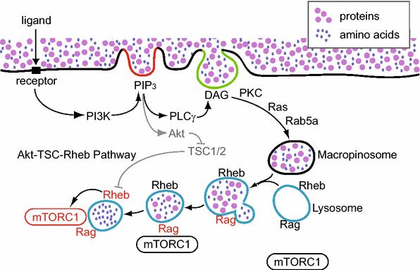 Macropinocytosis, mTORC1 and cellular growth control | SpringerLink