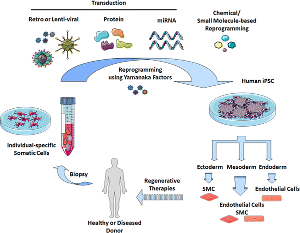 iPSCs-based generation of vascular cells: reprogramming approaches and ...