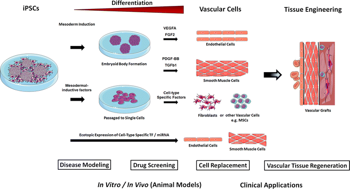 iPSCs-based generation of vascular cells: reprogramming approaches and applications | SpringerLink