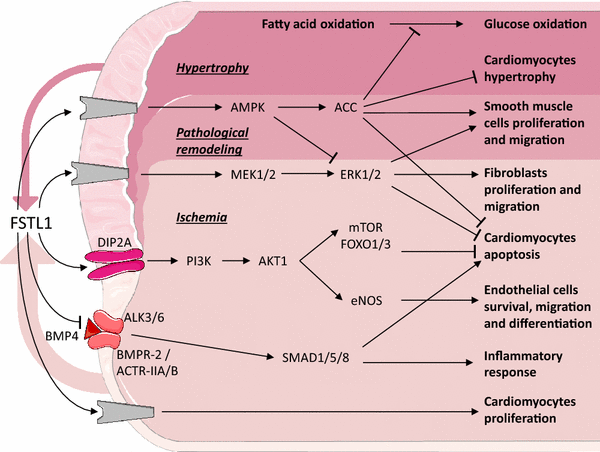 Follistatin-like 1 in development and human diseases | SpringerLink