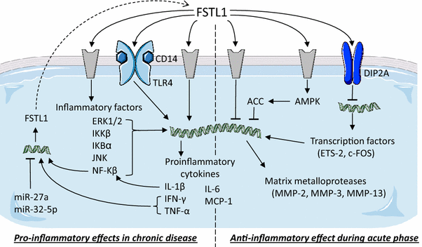 Follistatin-like 1 in development and human diseases | SpringerLink
