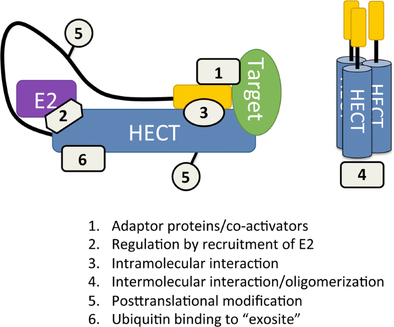 Regulating The Human Hect E3 Ligases Springerlink