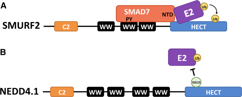 Regulating the human HECT E3 ligases | SpringerLink