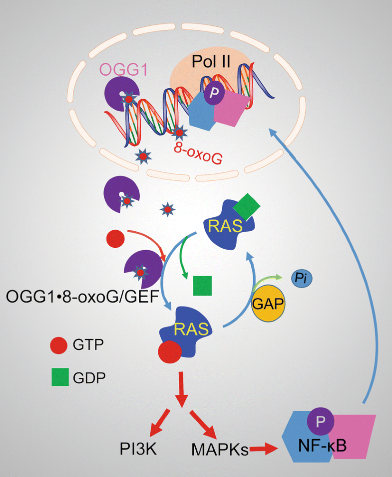 The roles of base excision repair enzyme OGG1 in gene expression ...