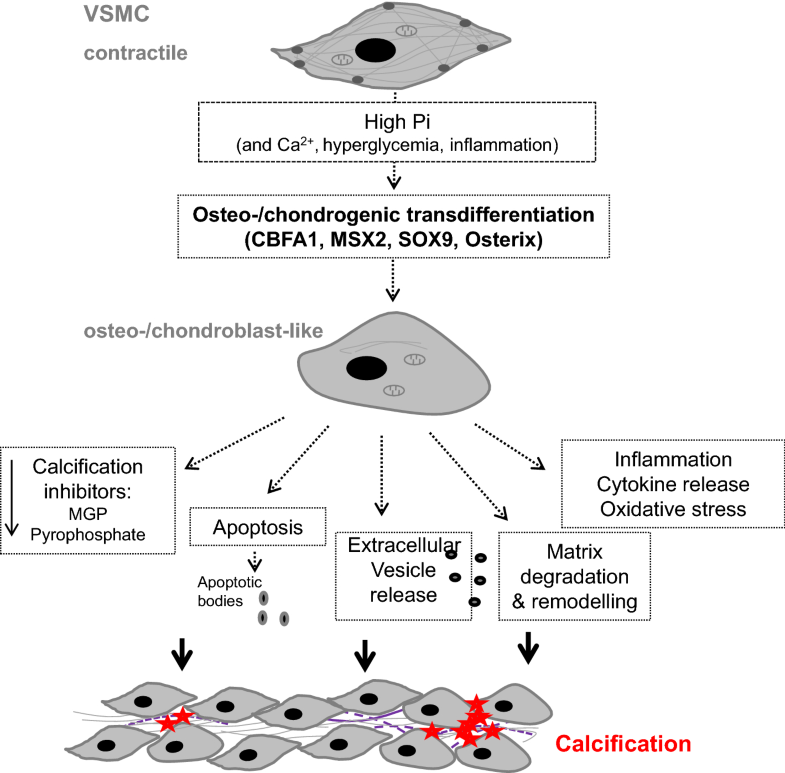 Signaling pathways involved in vascular smooth muscle cell ...