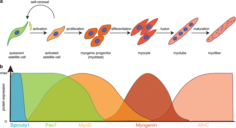 Adult stem cells at work: regenerating skeletal muscle | SpringerLink