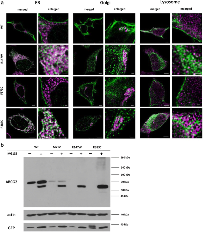 Cellular expression and function of naturally occurring variants of the ...
