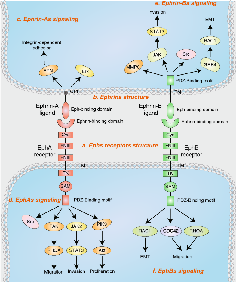 Eph receptors: the bridge linking host and virus | SpringerLink