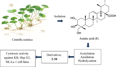 Synthesis of asiatic acid derivatives and their cytotoxic activity ...