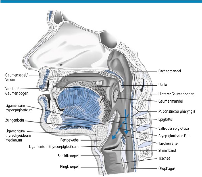 Diagnostik und Therapie neurogener Dysphagien | SpringerLink
