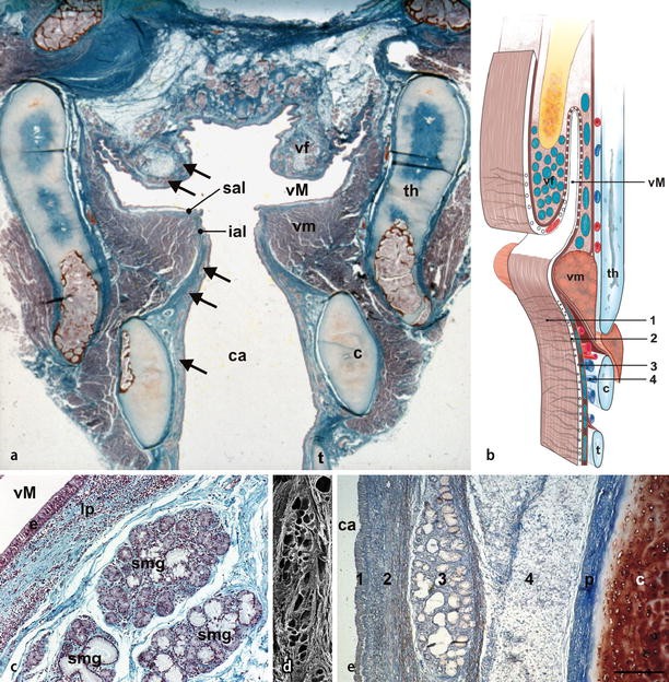 Update Larynx: funktionelle Anatomie unter klinischen Gesichtspunkten ...