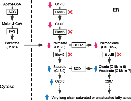 Elovl6: a new player in fatty acid metabolism and insulin sensitivity ...