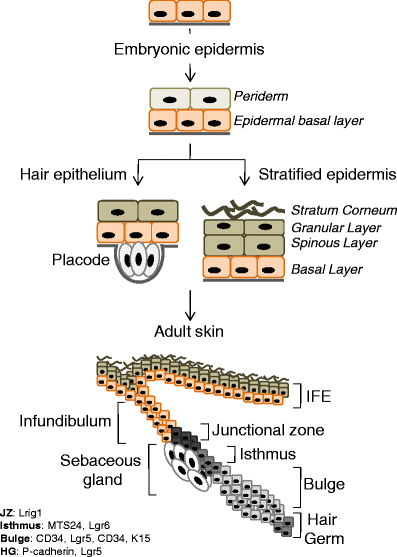 Stem cells in ectodermal development | SpringerLink