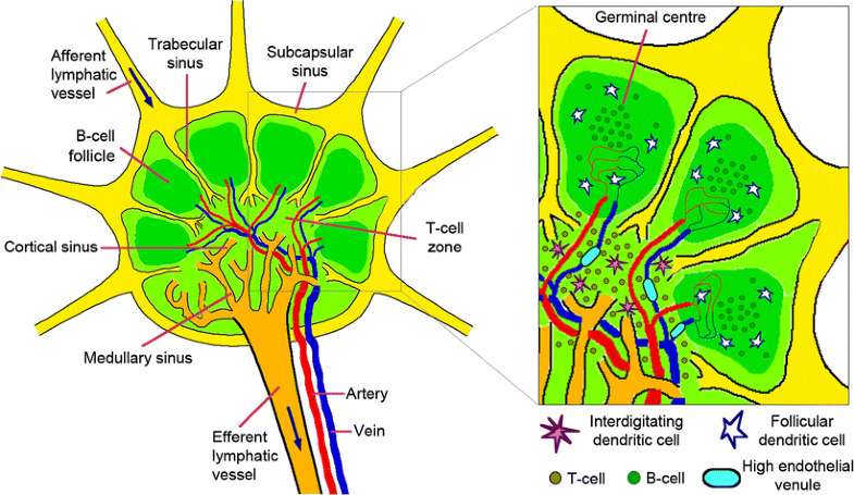 The lymph node pre-metastatic niche | SpringerLink