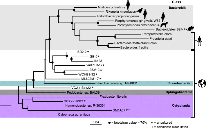 Microbiome and metabolic disease: revisiting the bacterial phylum ...