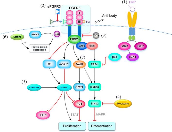 Molecular therapeutic strategies for FGFR3 gene-related skeletal ...