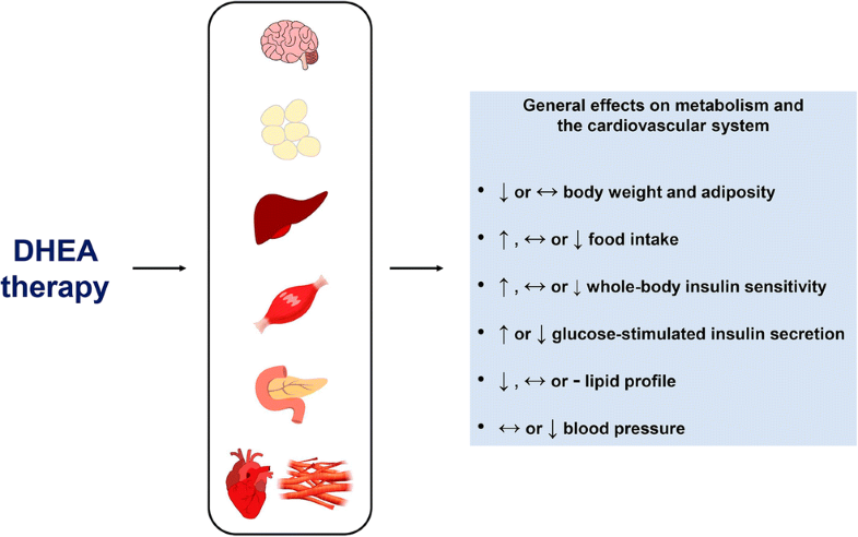 Dehydroepiandrosterone on metabolism and the cardiovascular system in the postmenopausal period ...